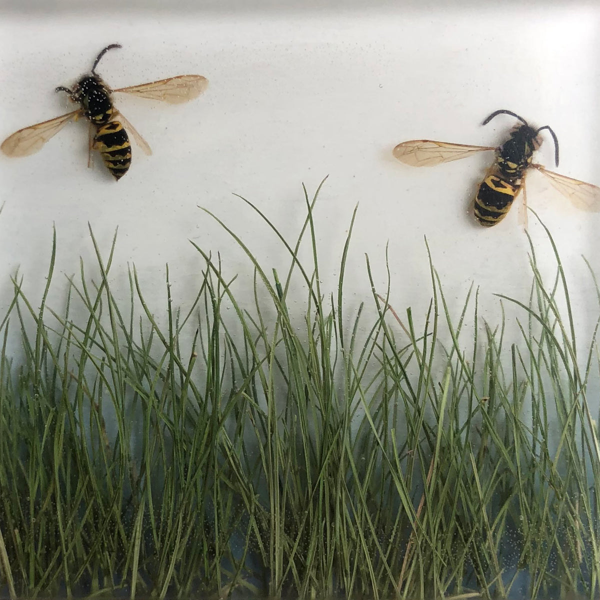 Yellowjackets – Fernworks